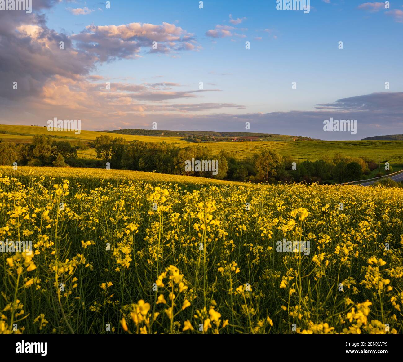 Spring sunset rapeseed yellow blooming fields view, blue sky with clouds in evening sunlight ...