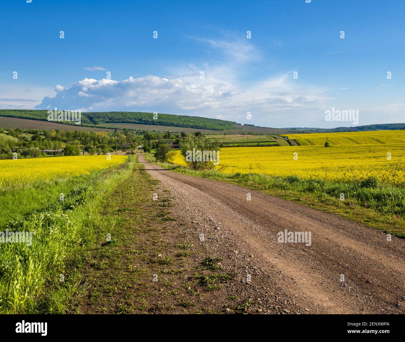 Spring countryside view with dirty road, rapeseed yellow blooming ...