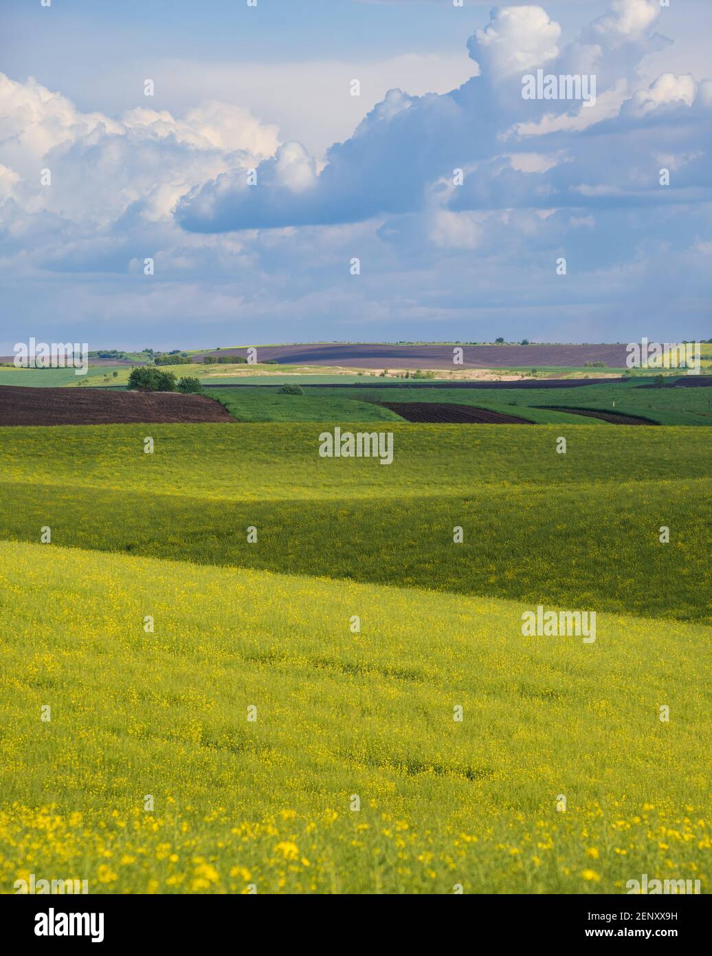 Spring evening view with rapeseed yellow blooming fields in sunlight ...