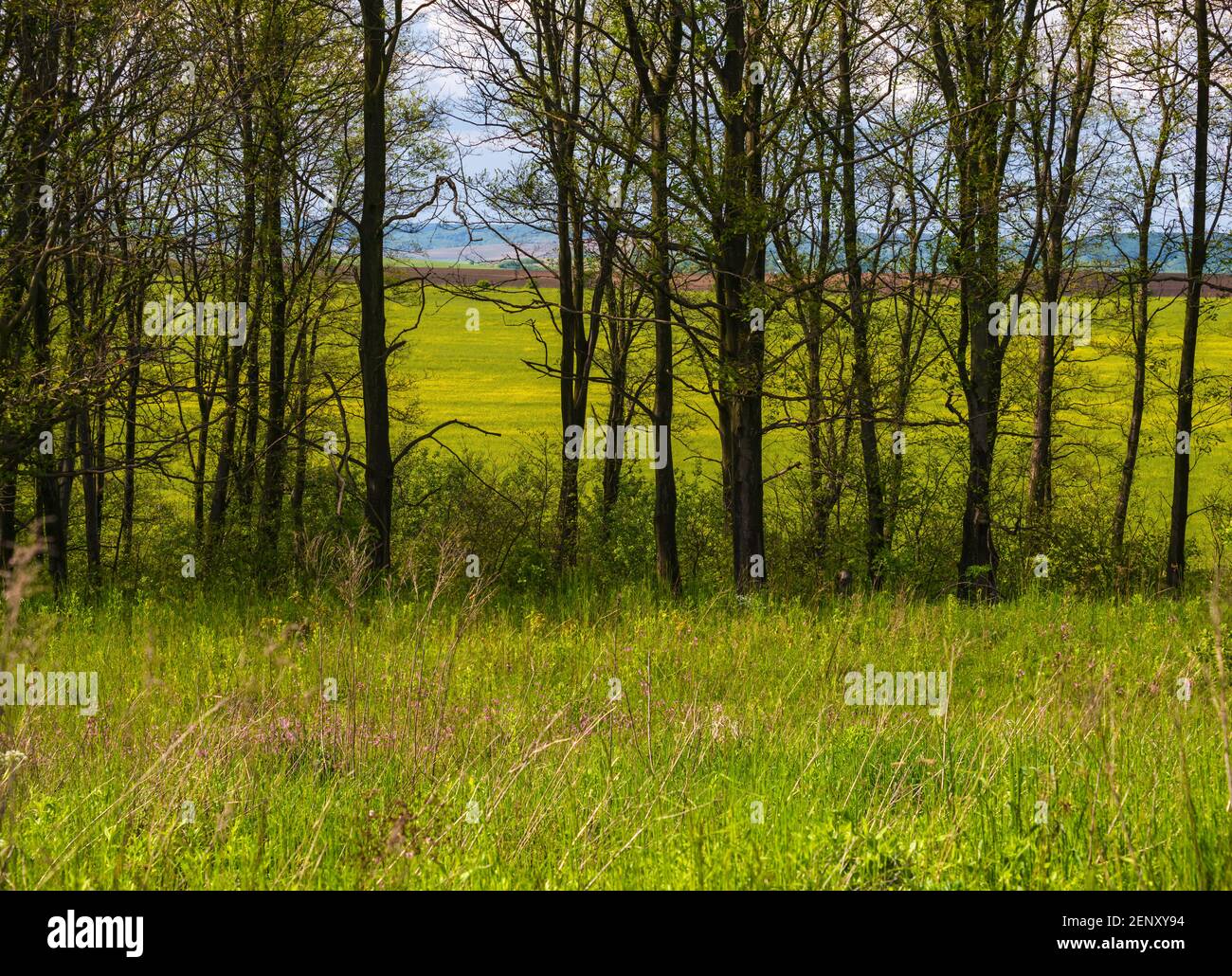 Spring view with rapeseed yellow blooming fields and small grove ...