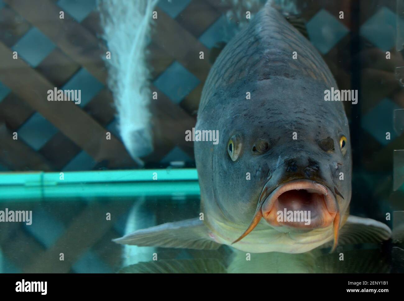 Big fish swims in an aquarium in a store or restaurant for cooking or ...