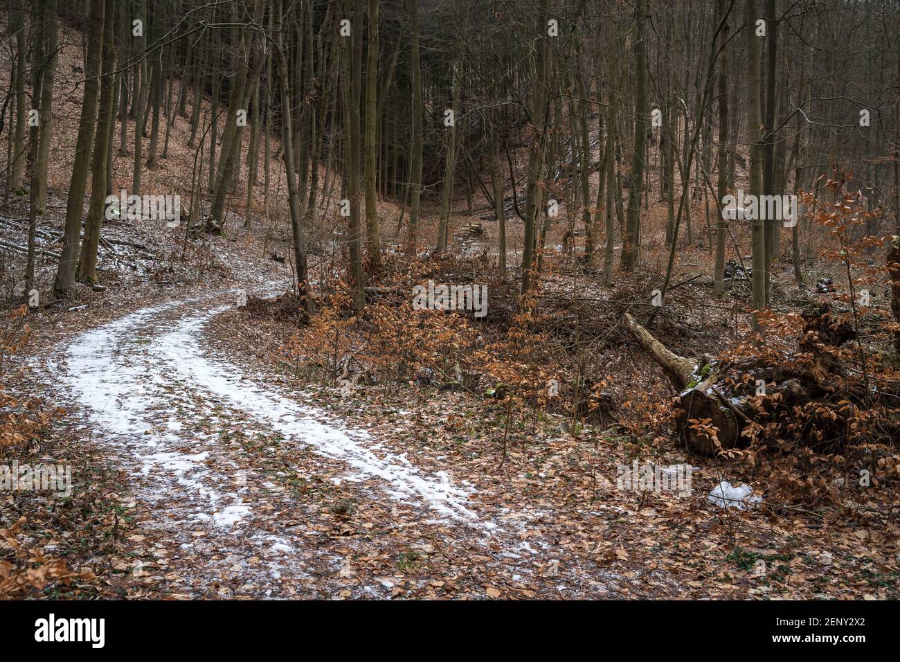 Late fall. Hiking trail in the forest Stock Photo - Alamy