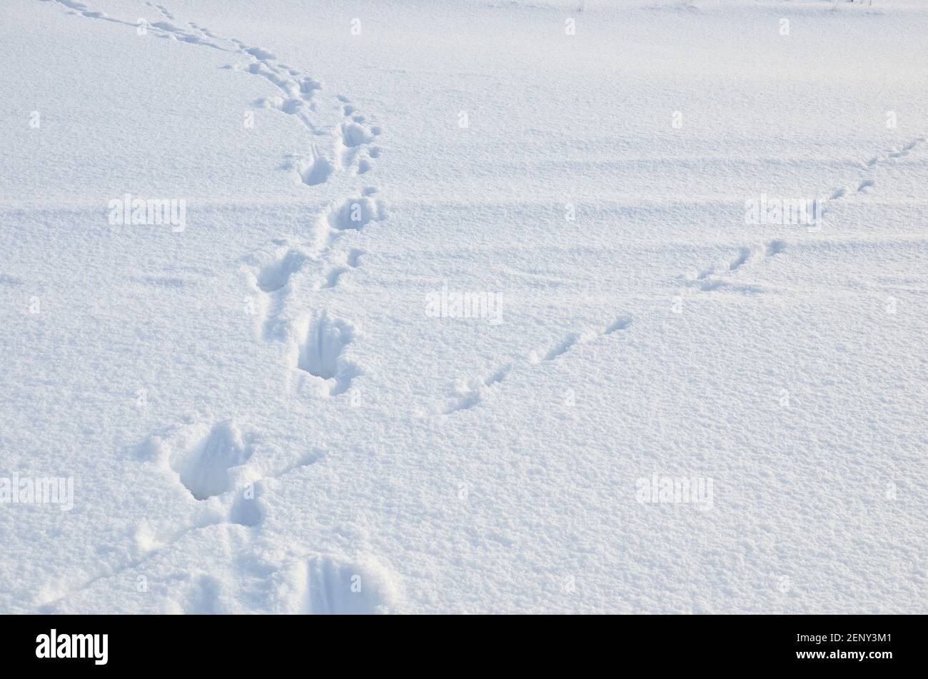 Traces of wild animals in the snow in the forest. Concept of the ...