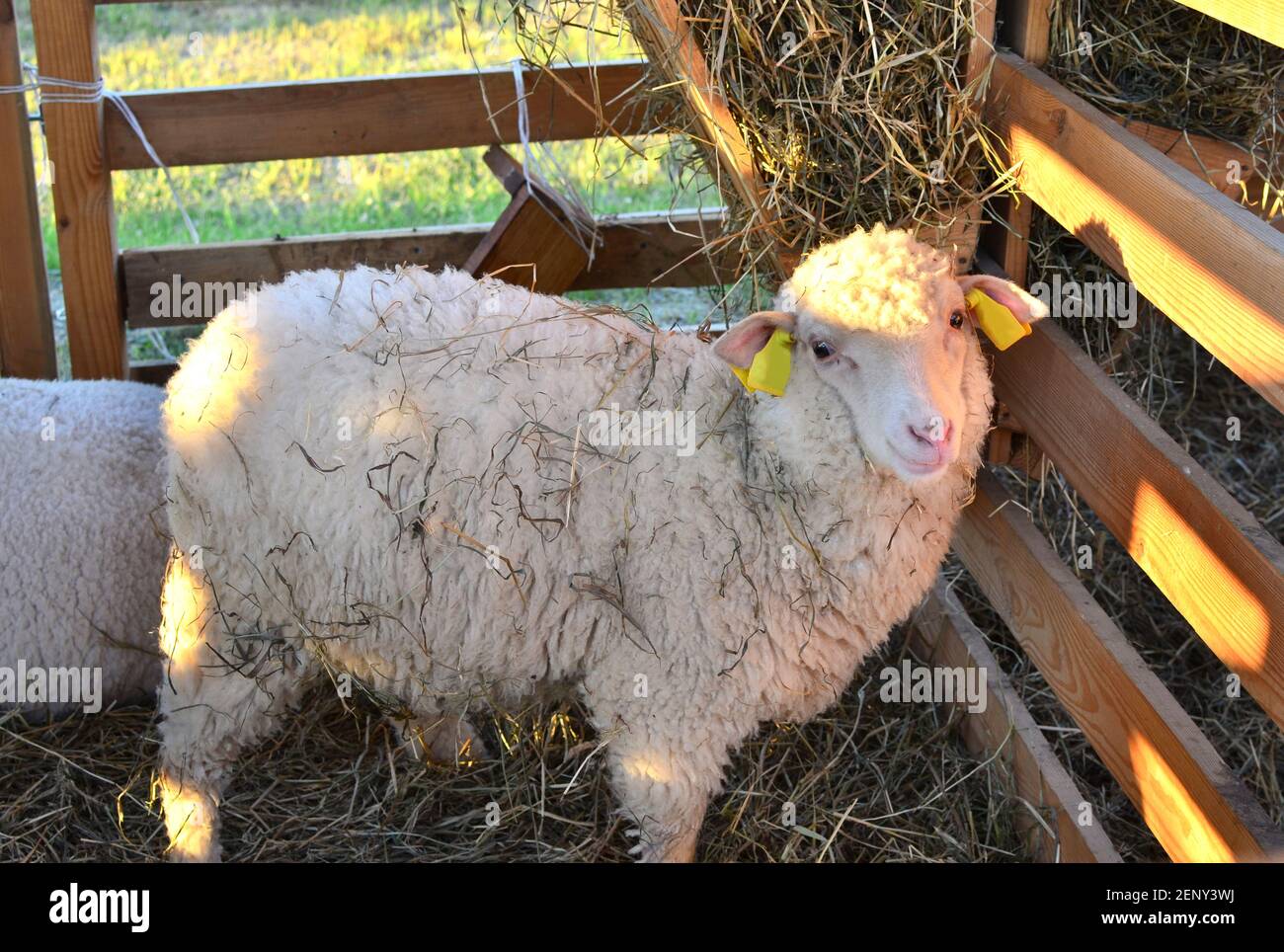 A sheep an enclosure eating hay on the farm. Australian Ram and sheeps ...