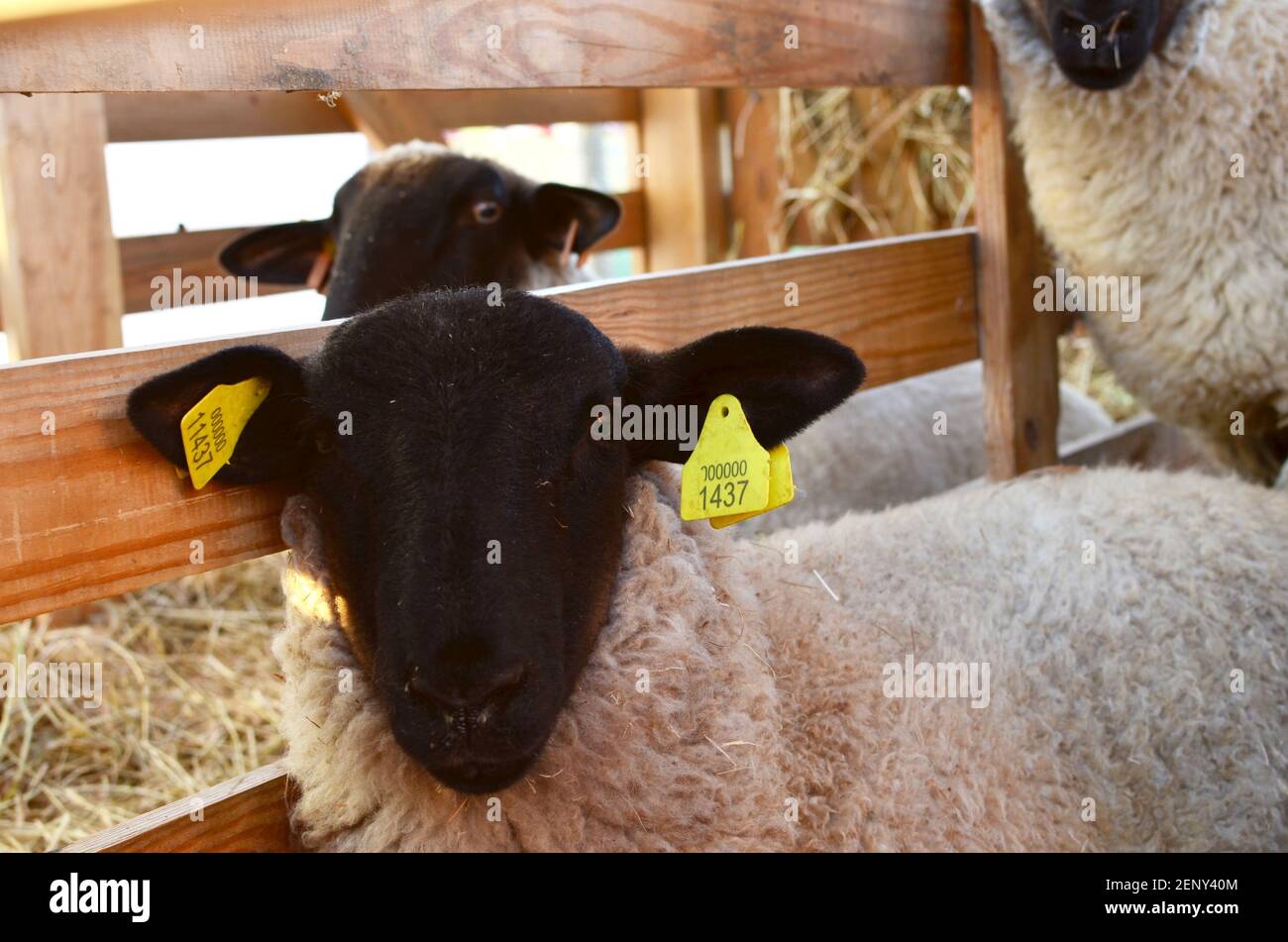 A sheep an enclosure eating hay on the farm. Australian Ram and sheeps ...