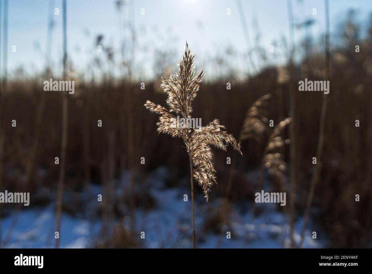 Phragmites australis seed head in backlight Stock Photo - Alamy