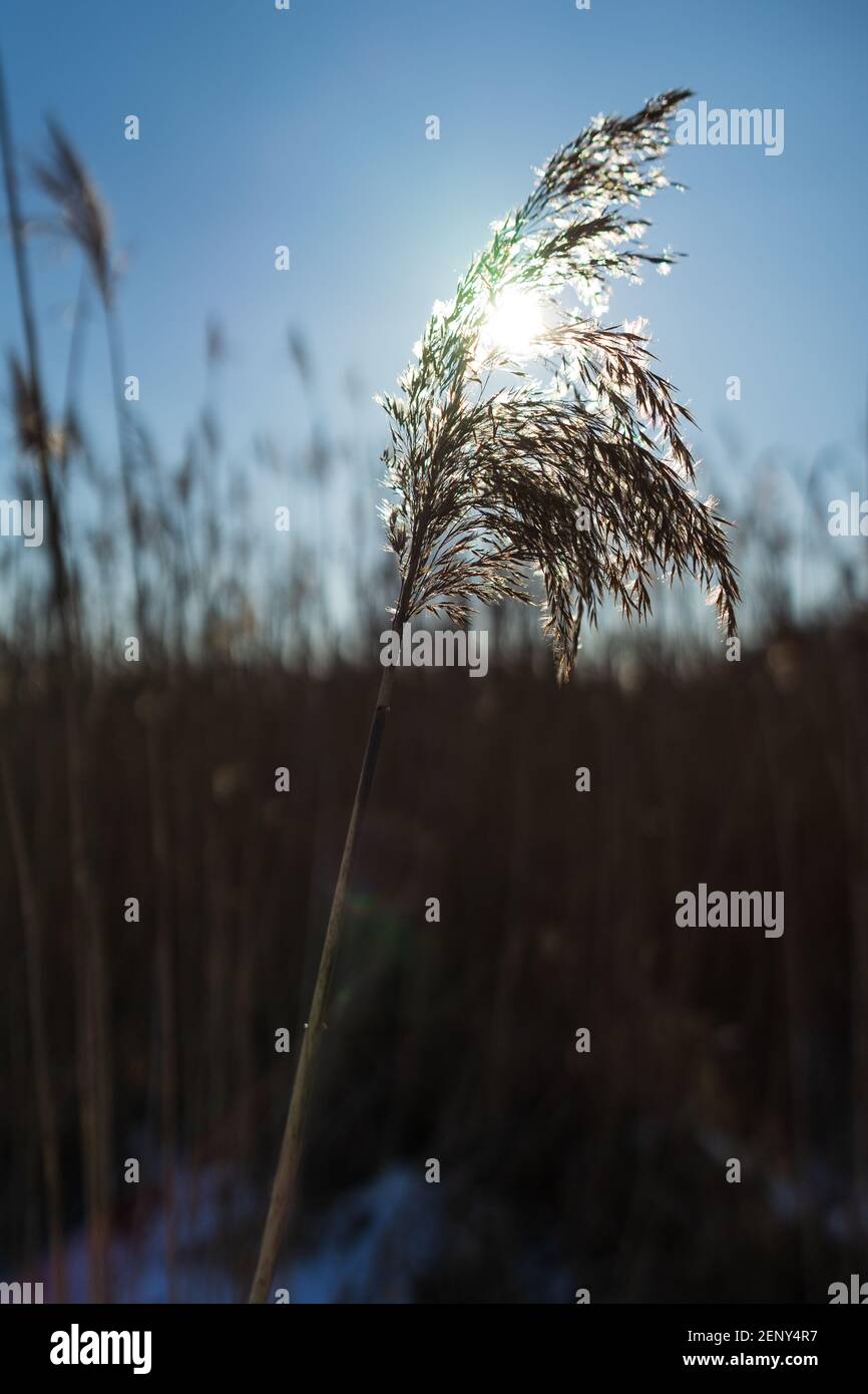 Phragmites australis seed head in backlight Stock Photo - Alamy