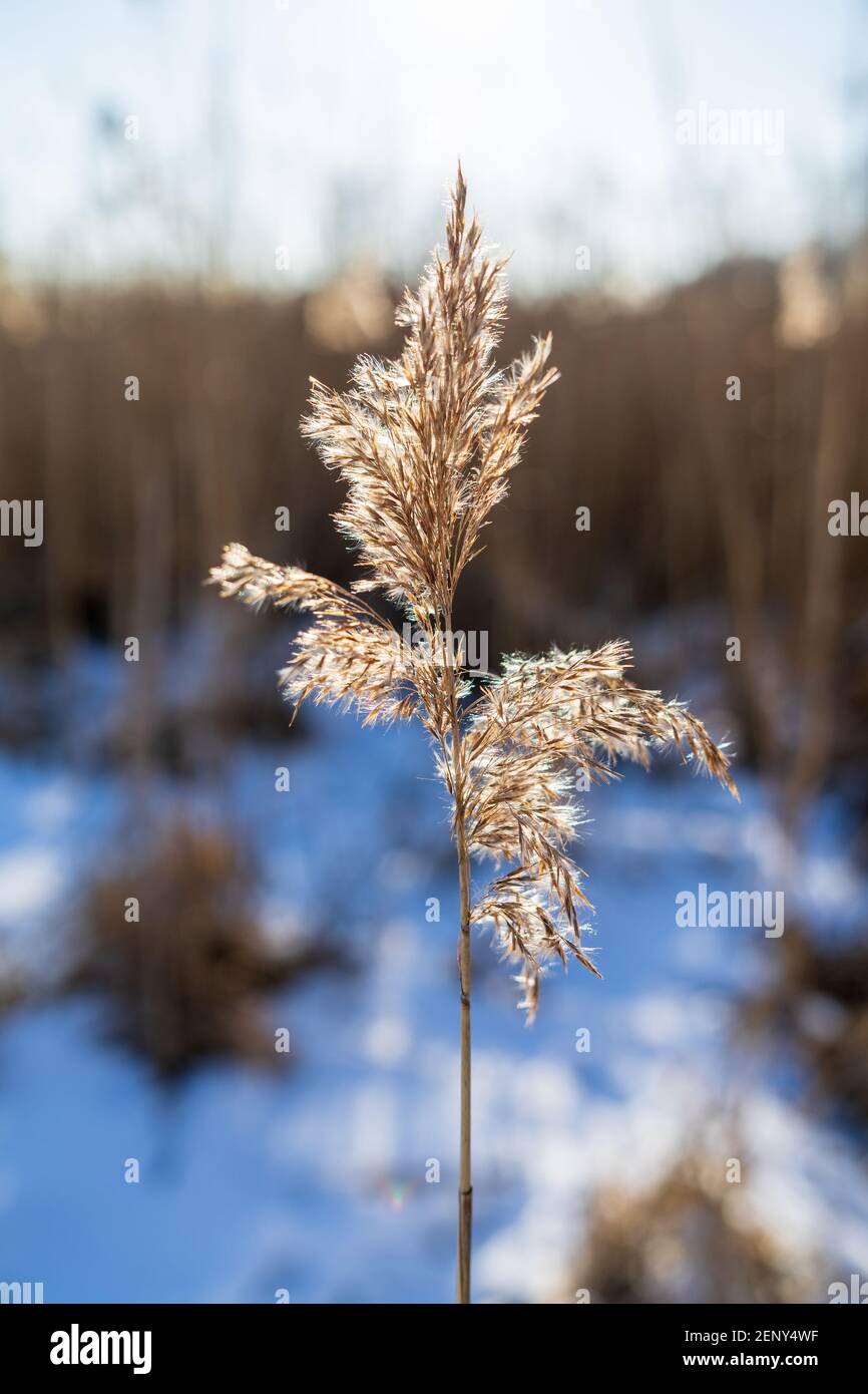 Phragmites australis seed head in backlight Stock Photo - Alamy