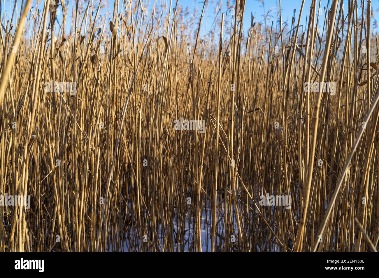 Dry reed stems (Phragmites australis) as background Stock Photo - Alamy