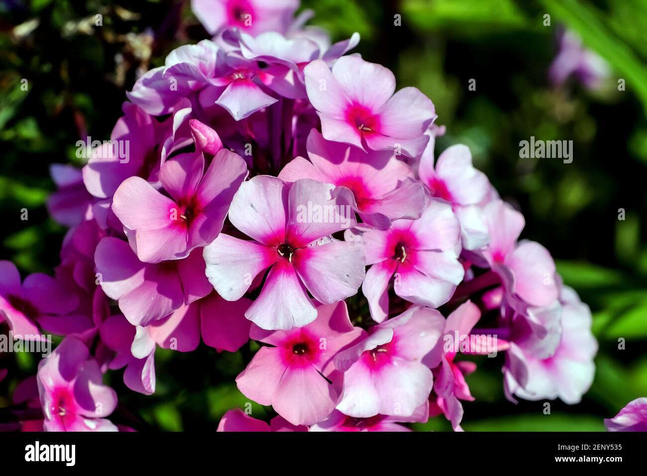Flowers of the garden phlox - Phlox paniculata - in summer, Germany ...
