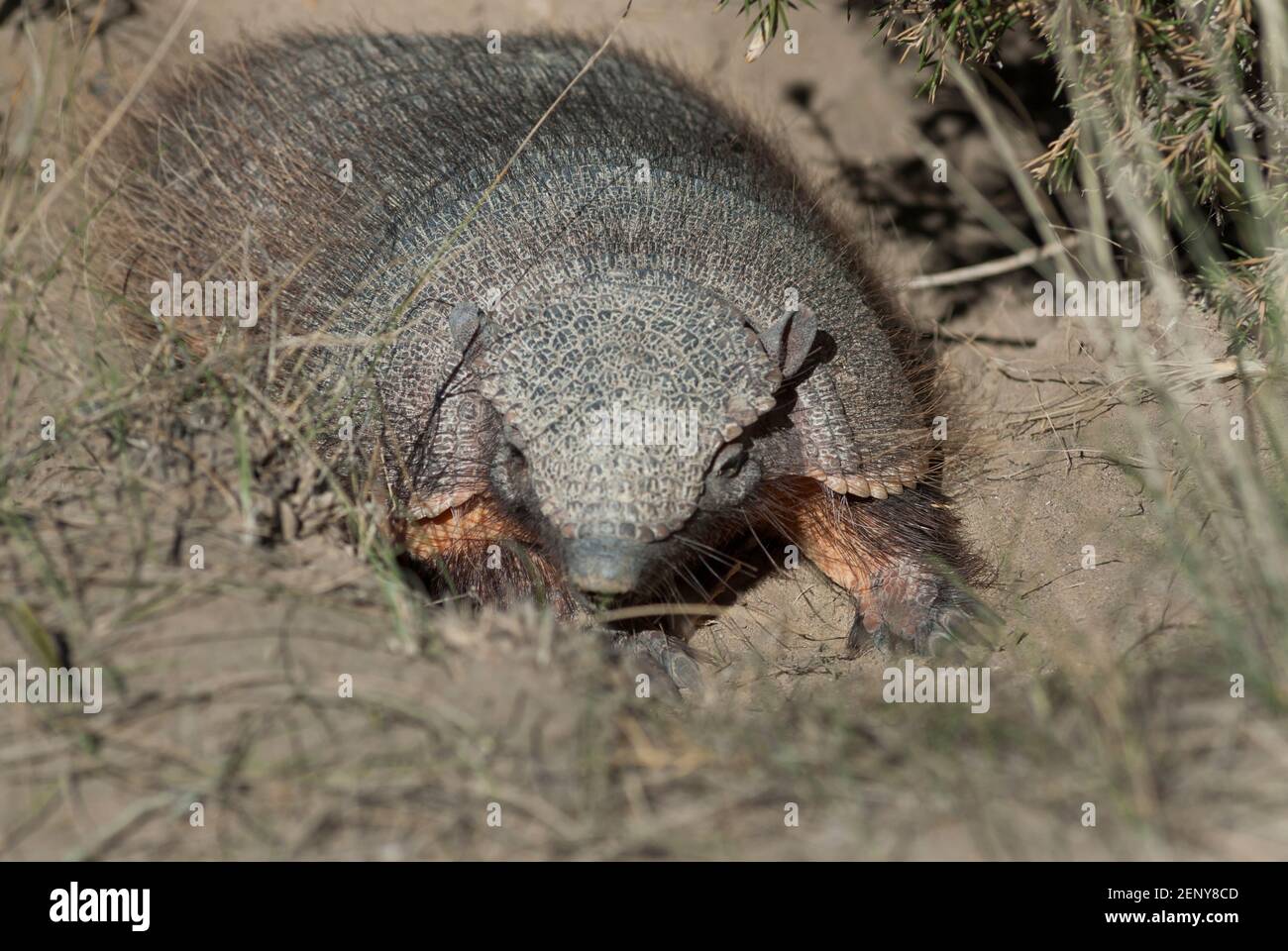 Armadillo Burrow High Resolution Stock Photography and Images - Alamy