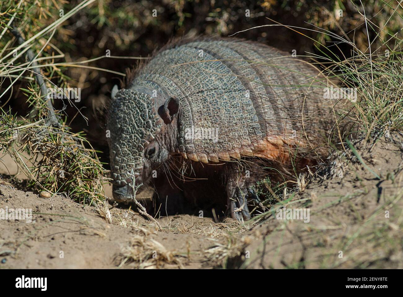 Armadillo Burrow High Resolution Stock Photography and Images - Alamy