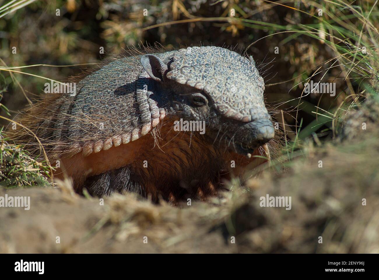 Armadillo Burrow High Resolution Stock Photography and Images - Alamy