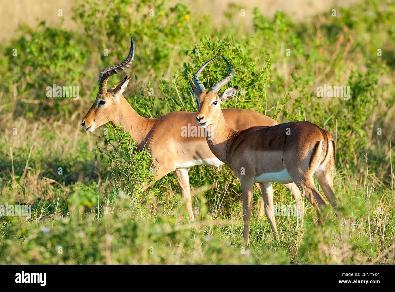 Impala antelope, in african savanna environment, Kruger National Park ...