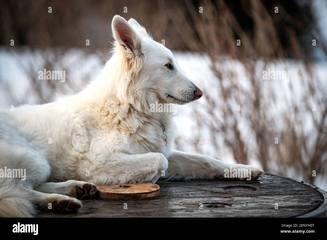 Snowing landscape hi-res stock photography and images - Alamy