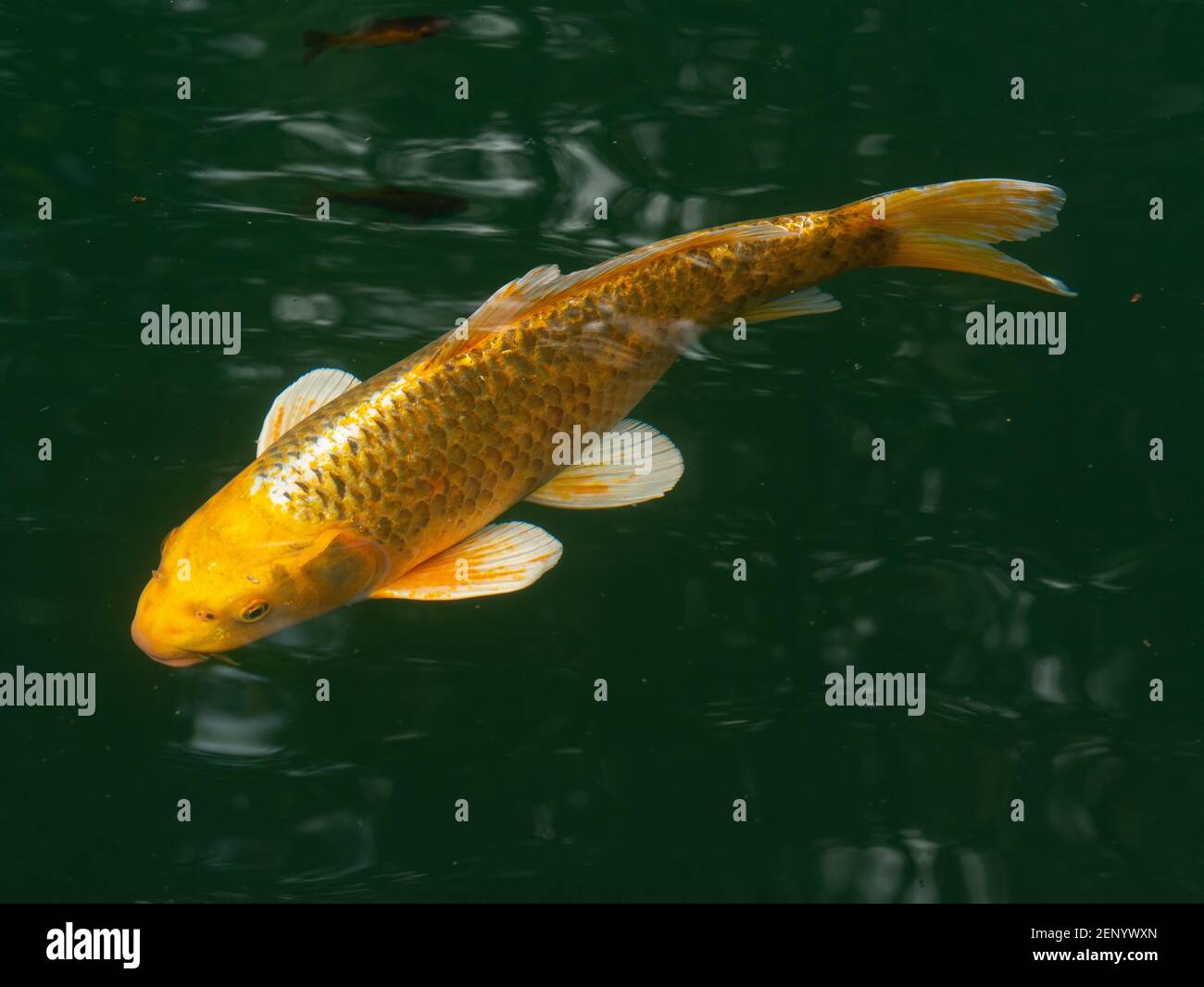 big golden carp (Carassius Carassius) in green water of a pond Stock ...