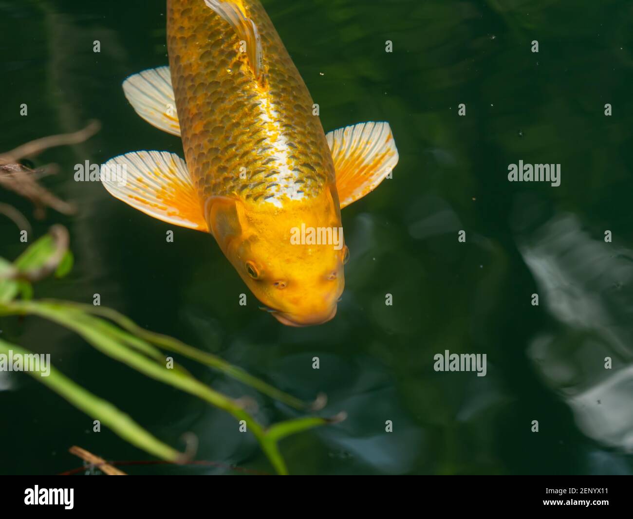 Golden crucian carp hi-res stock photography and images - Alamy