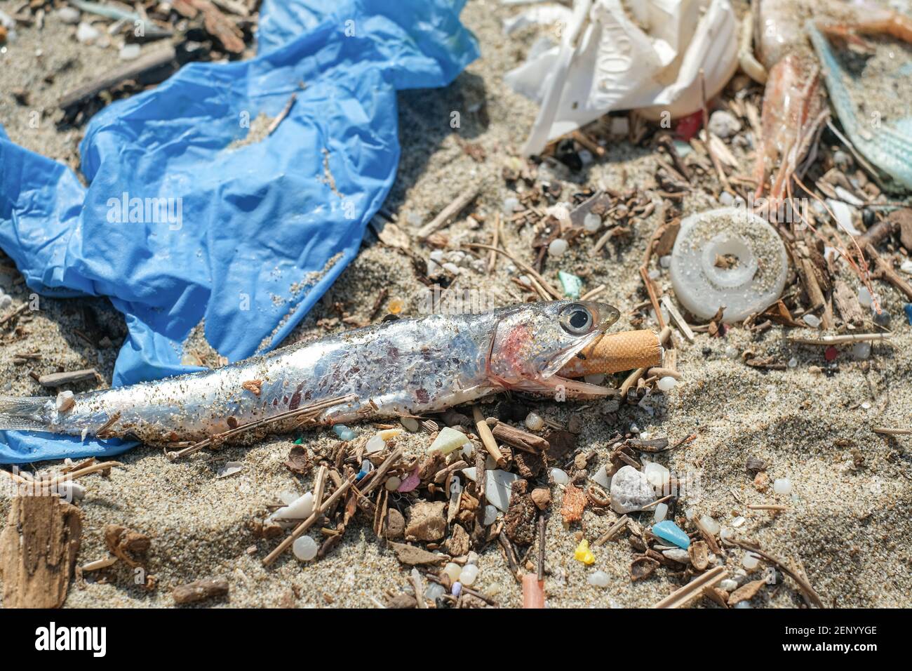 Dead anchovy fish with used cigarette butt in the mouth on contaminated ...