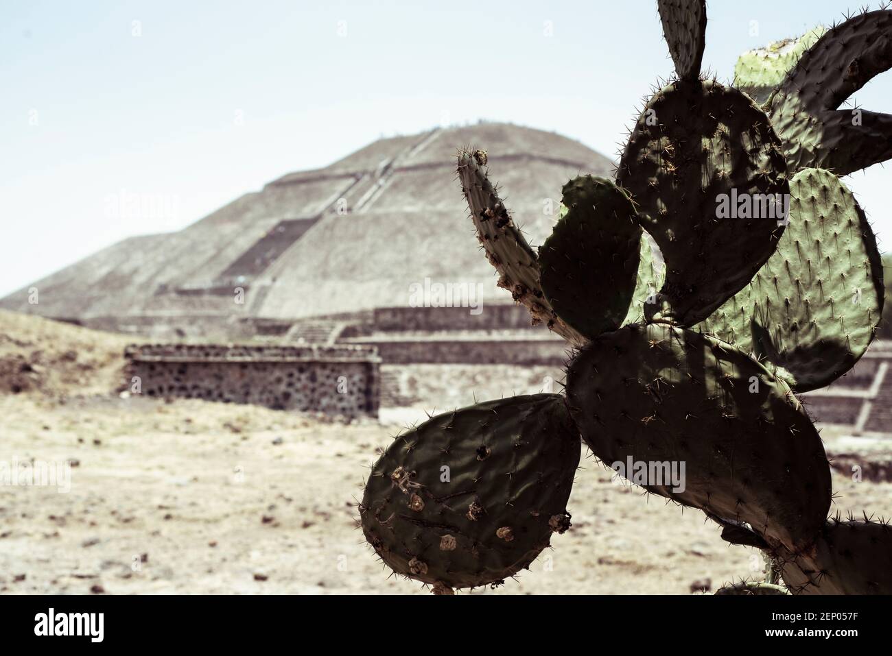 Mayan sacred tree mexico hi-res stock photography and images - Alamy