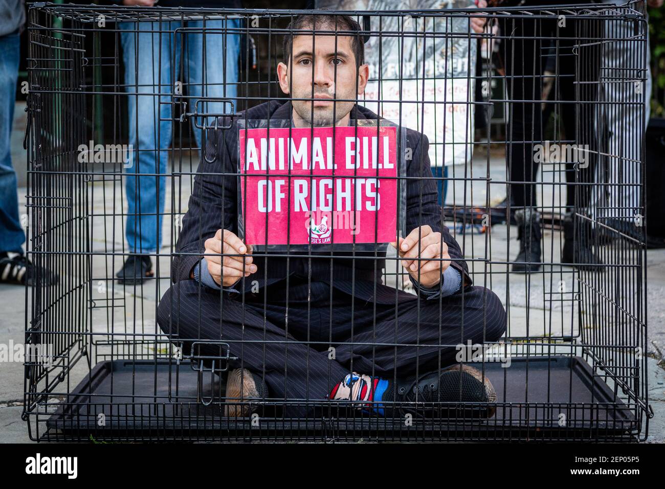 An animal rights activist in a cage symbolizing the suffering of abused ...