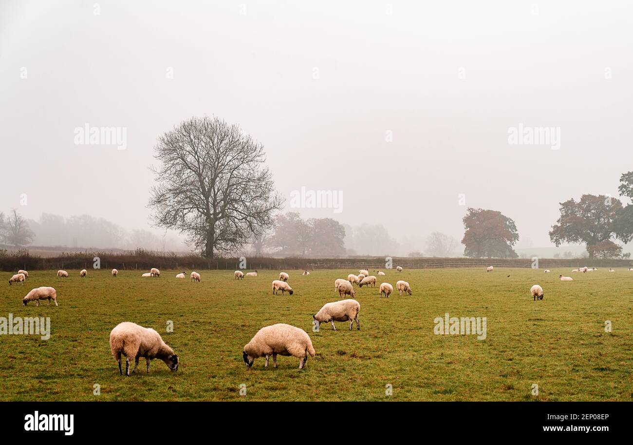 Sheep in wellies hi-res stock photography and images - Alamy