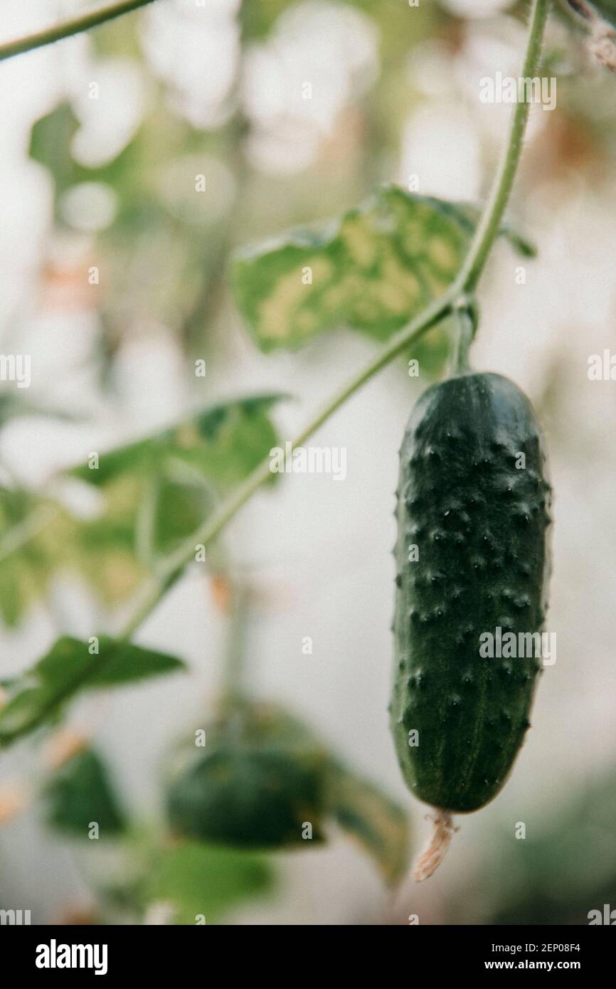 the most delicious cucumbers in the village in summer Stock Photo - Alamy