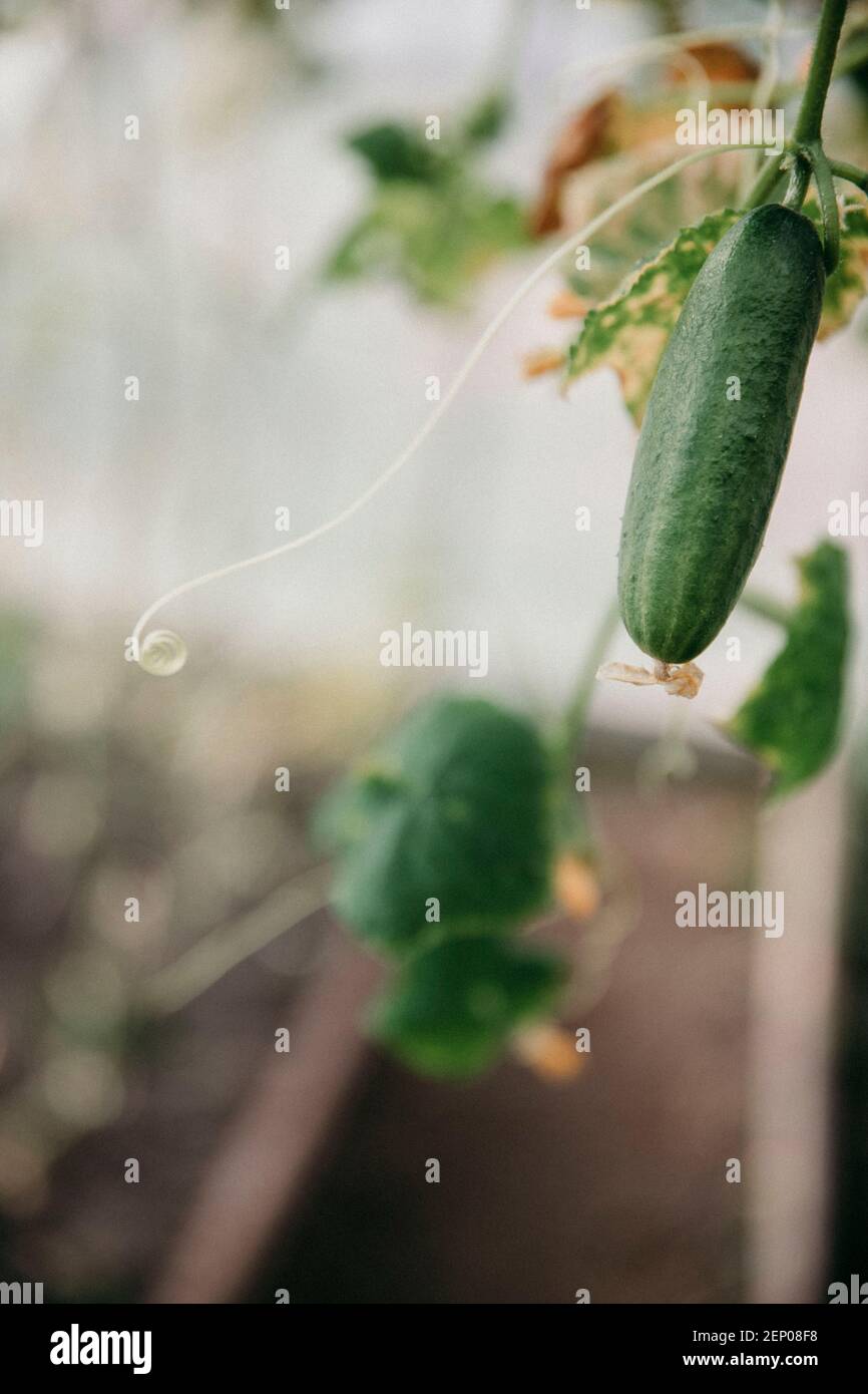 Cucumbers wallpaper hi-res stock photography and images - Alamy
