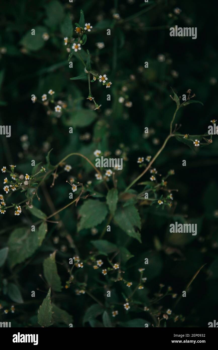 summer flowers of beauty in the shower Stock Photo - Alamy