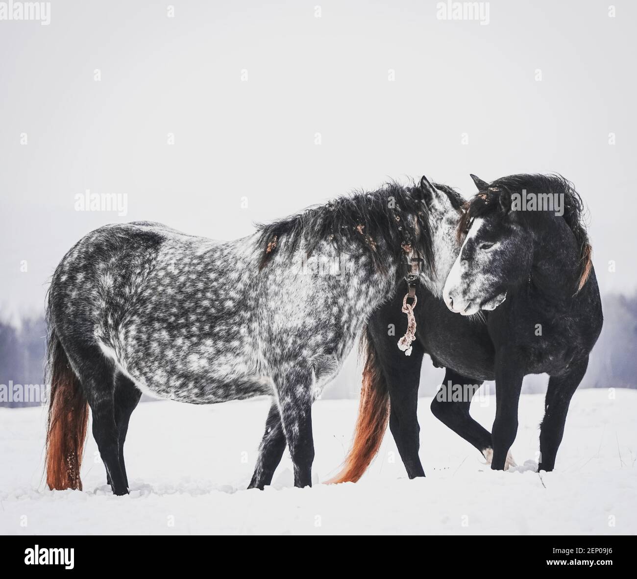 Sakhalin island hi-res stock photography and images - Alamy