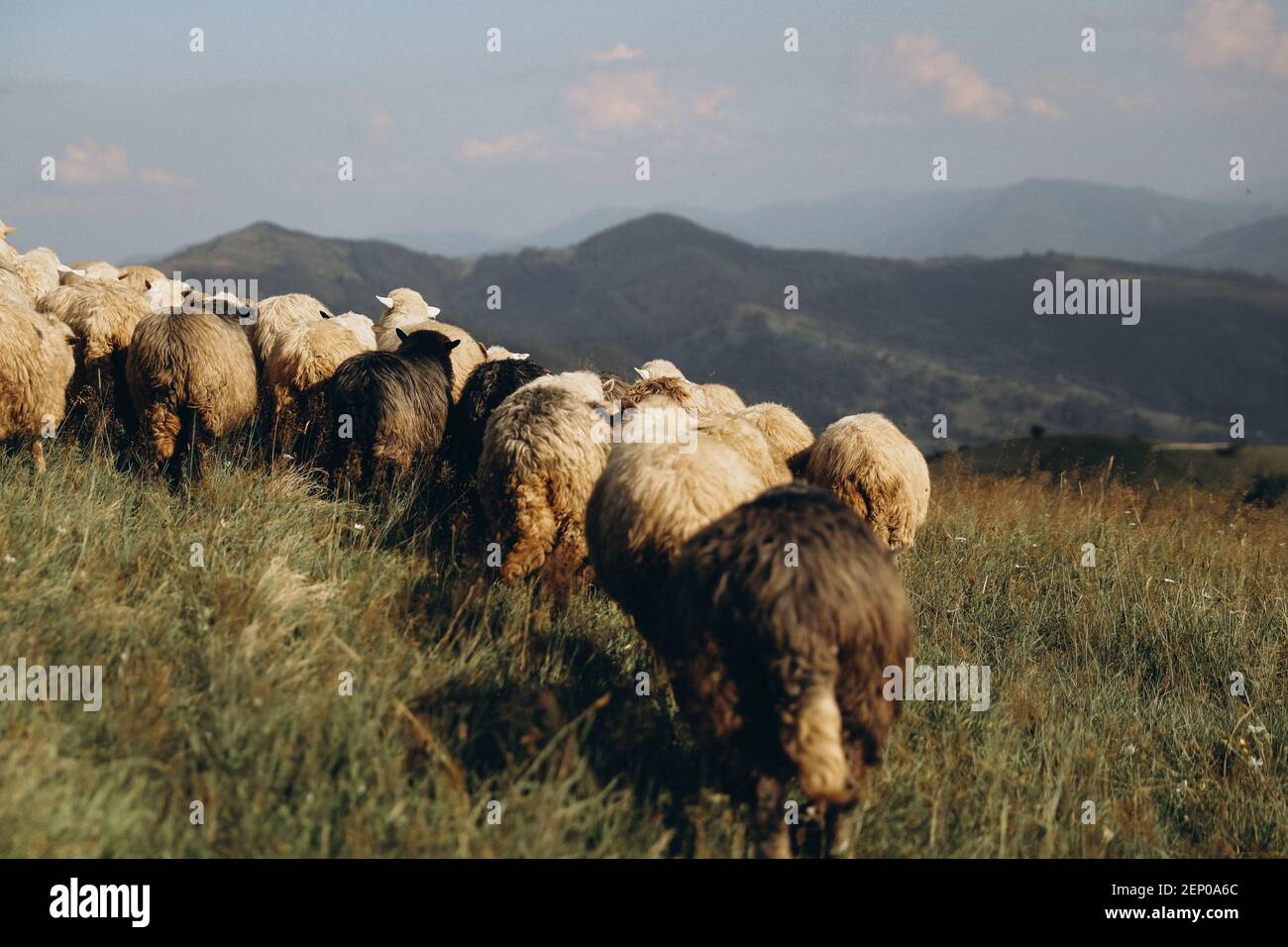flock of sheep in the mountains Stock Photo - Alamy