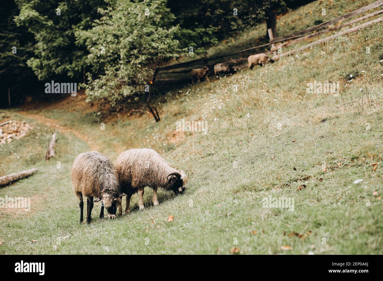 sheep graze in the meadow Stock Photo - Alamy