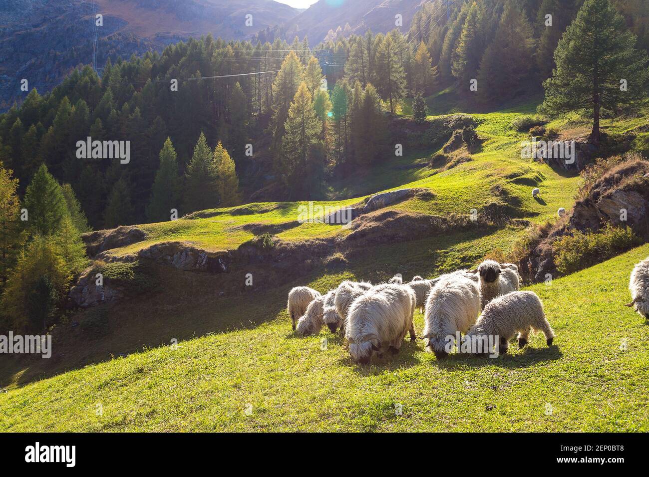 Valais Blacknose Sheep High Resolution Stock Photography and Images - Alamy