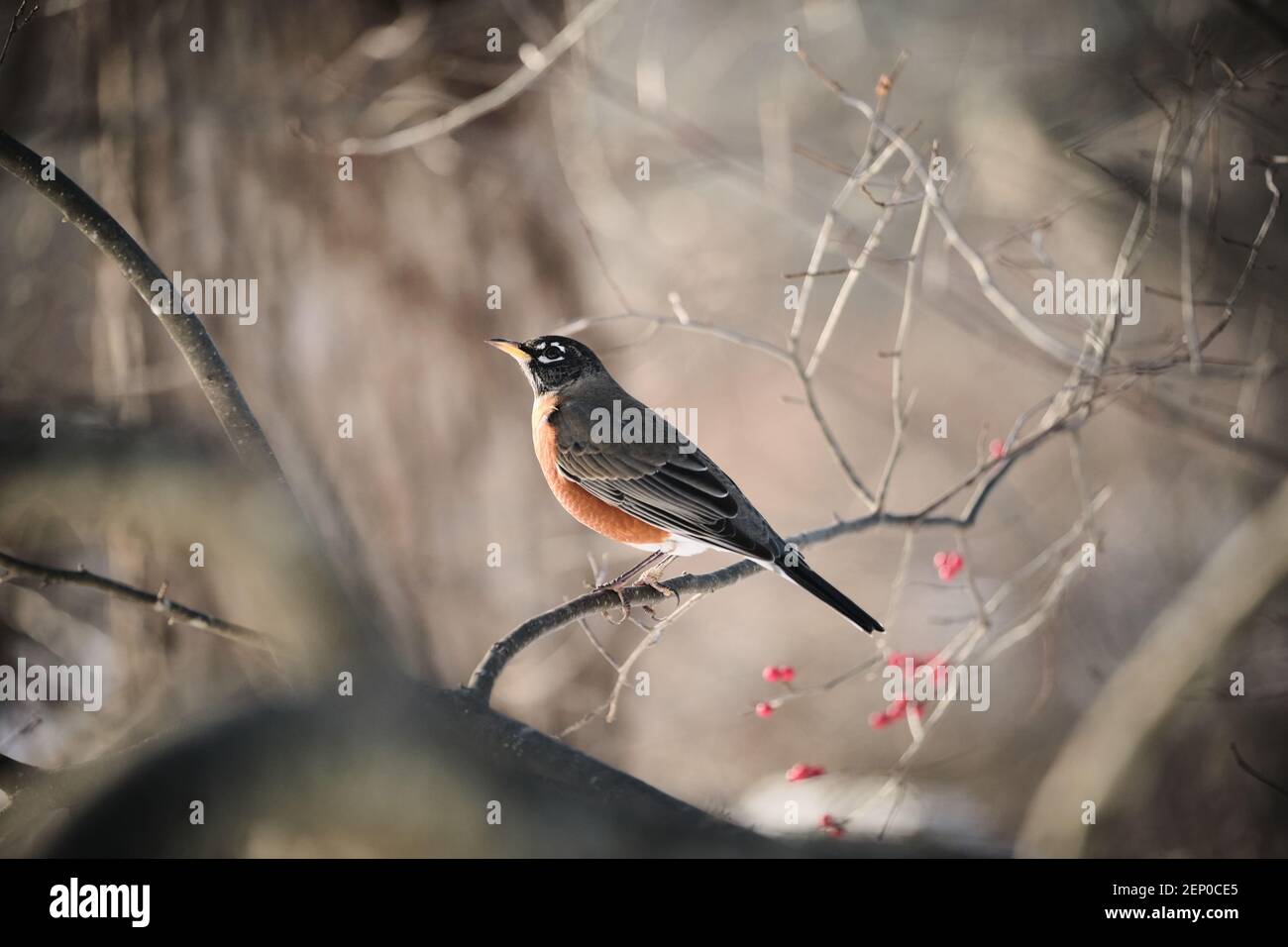 Robin in holly tree hi-res stock photography and images - Alamy