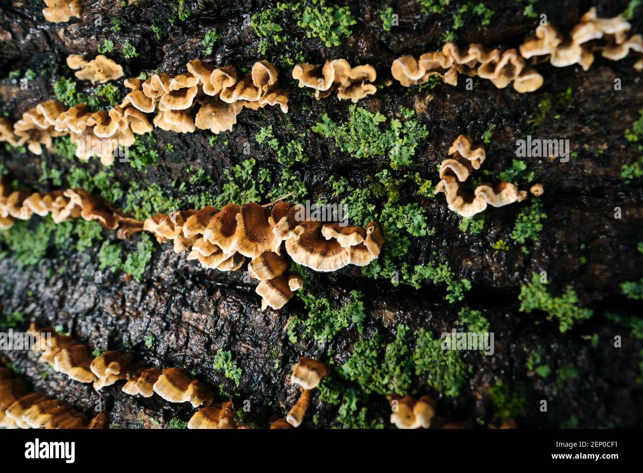 Fungus in ice hi-res stock photography and images - Alamy