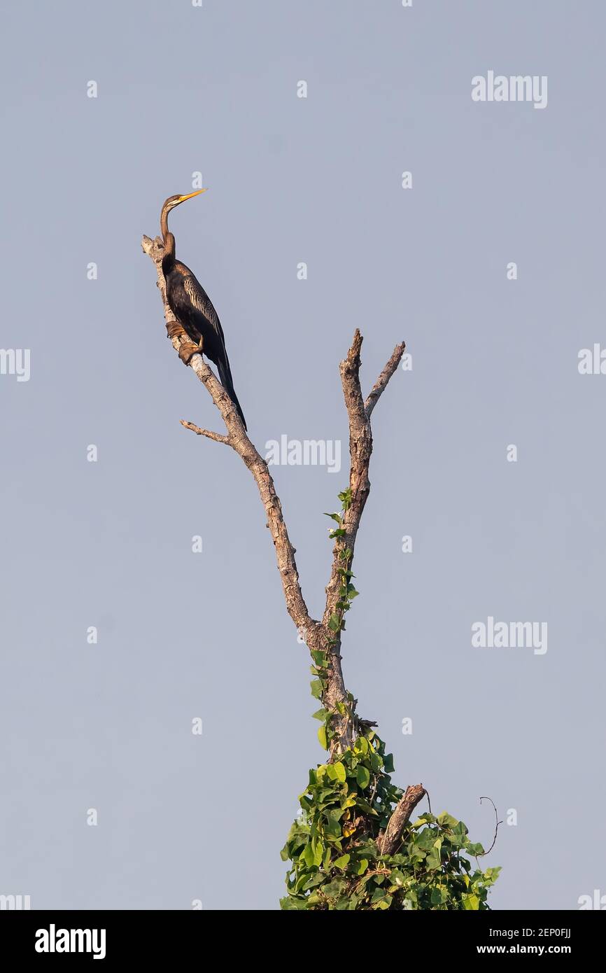 Slender neck hi-res stock photography and images - Alamy