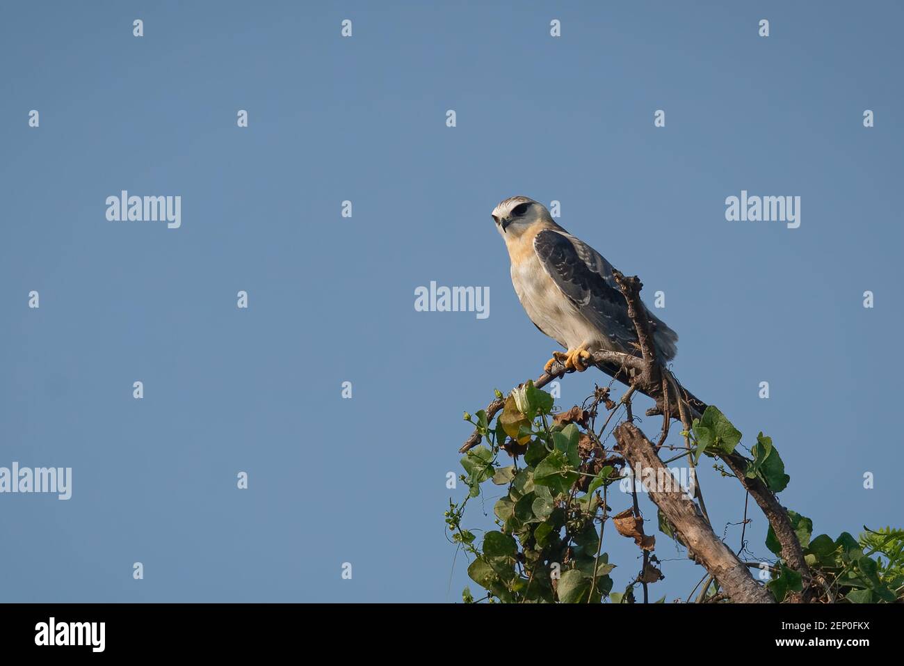 The black-winged kite (Elanus caeruleus), also known as the black ...