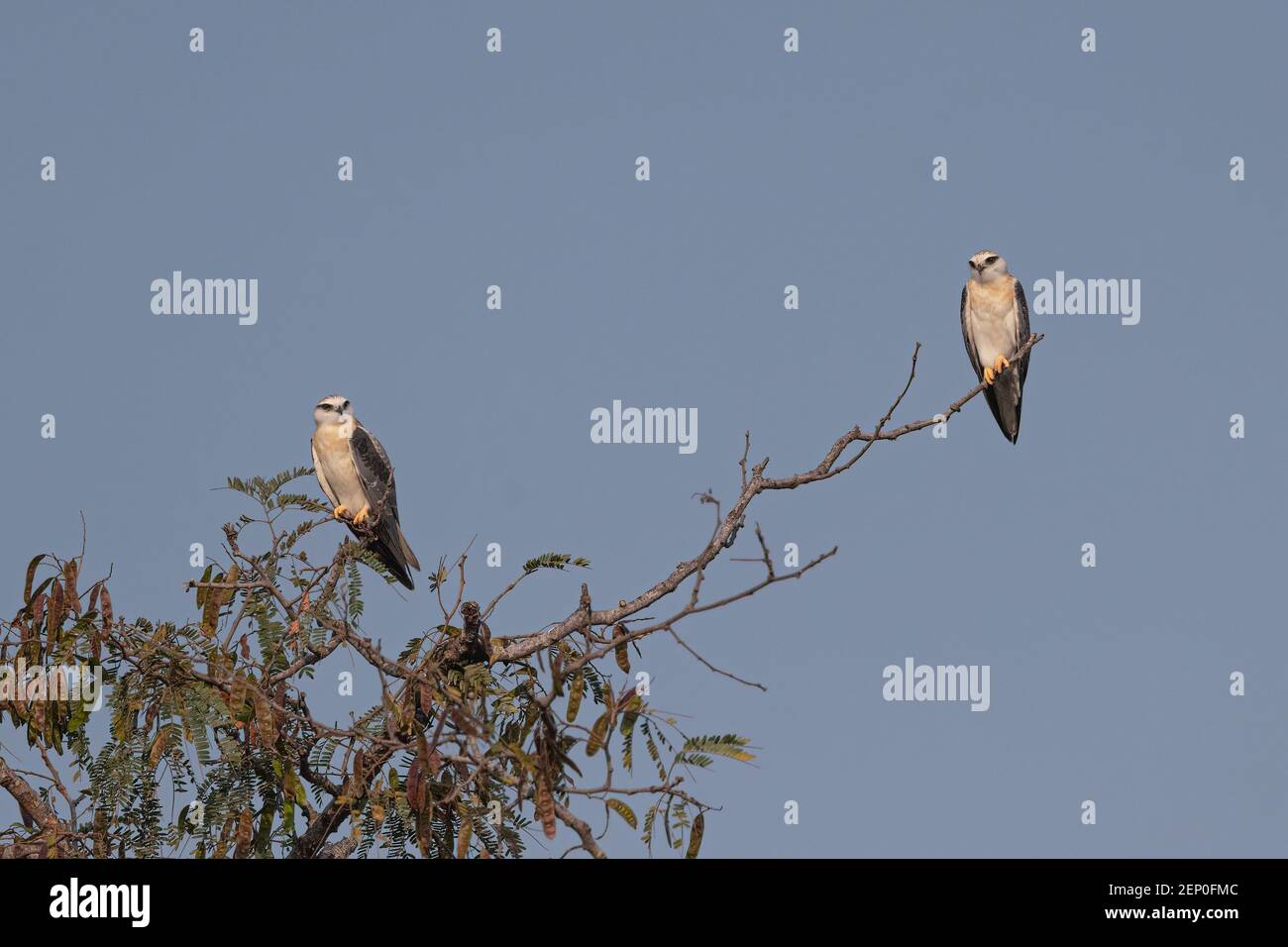 The black-winged kite (Elanus caeruleus), also known as the black ...