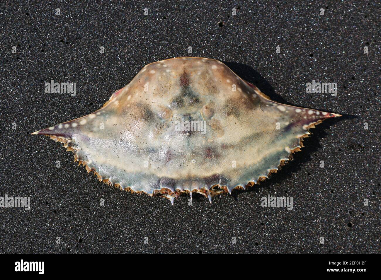 Rainbow coloured crab shell on black volcanic sand Stock Photo - Alamy