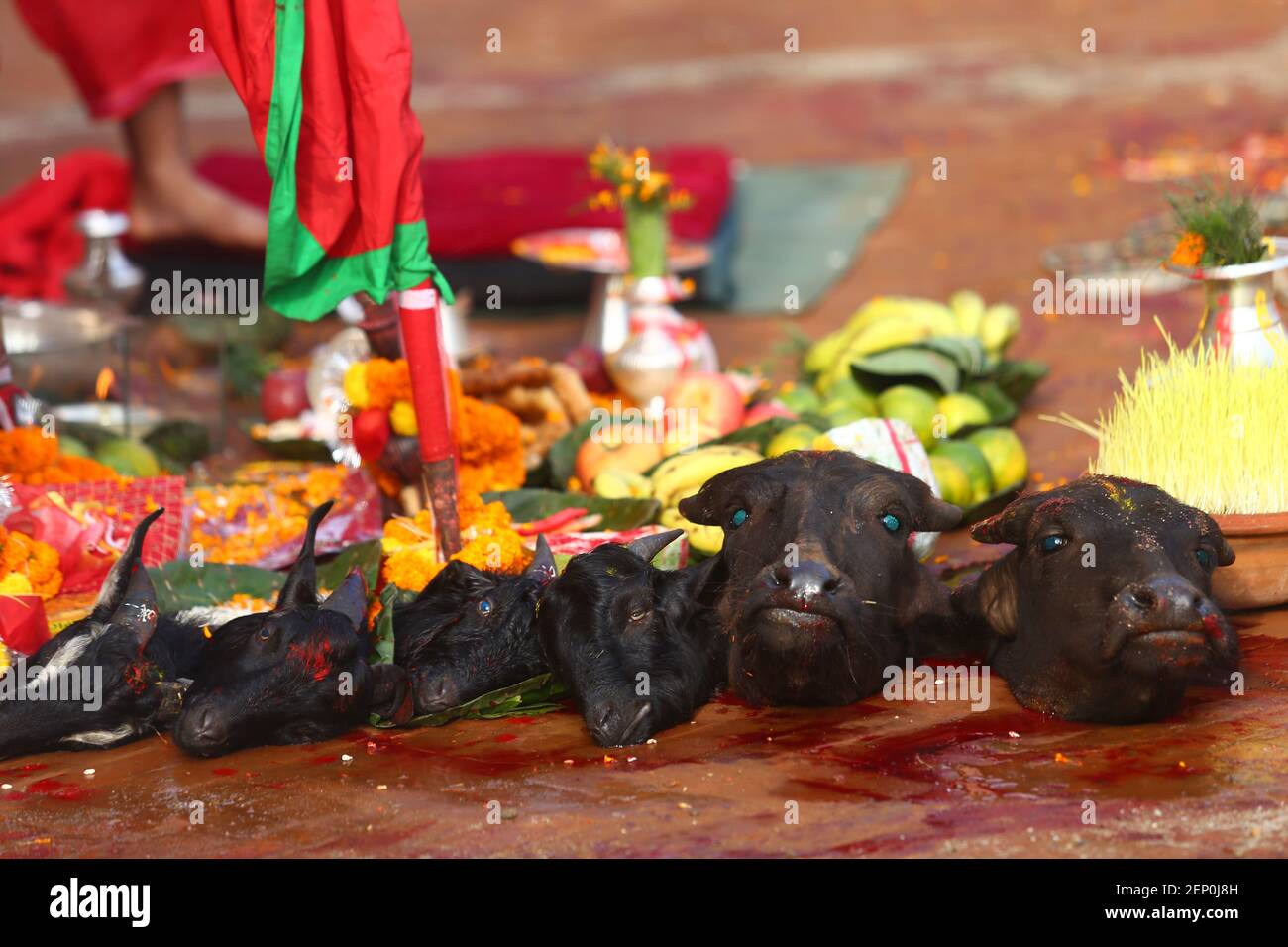 Slaughtered heads of buffaloes and goats during the festival. Dashain ...