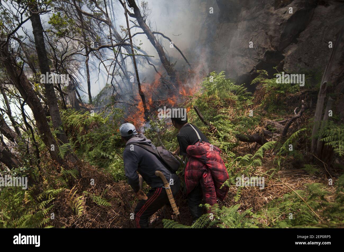 A Volunteer extinguish the fire on burned forest at Mount Patuha ...