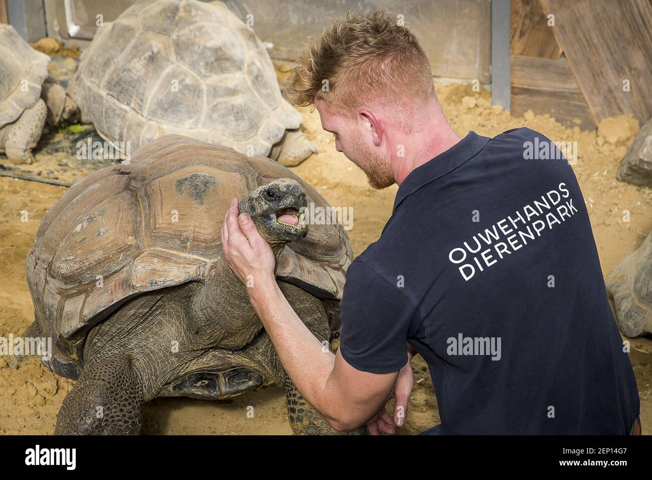 RHENEN - 10-10-2019, Opening Aldabra giant turtle complex, in Ouwehands ...