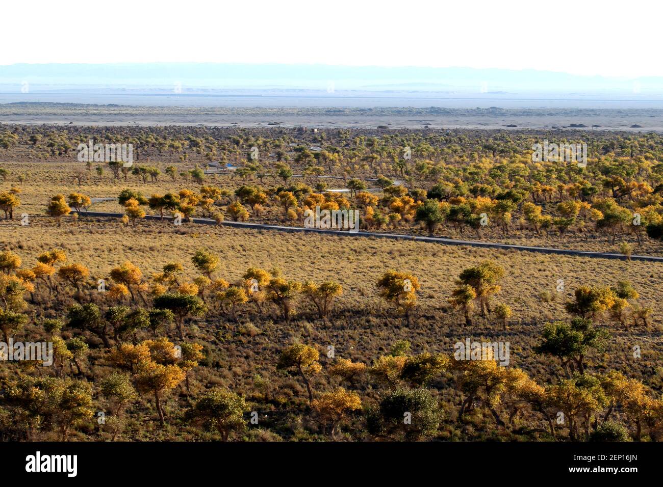 A bird view of desert poplar woods at Yiwu County Hami city Xinjiang ...