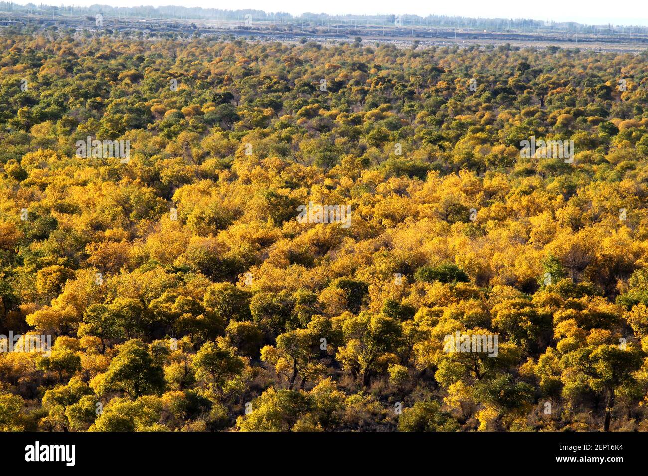 A bird view of desert poplar woods at Yiwu County Hami city Xinjiang ...
