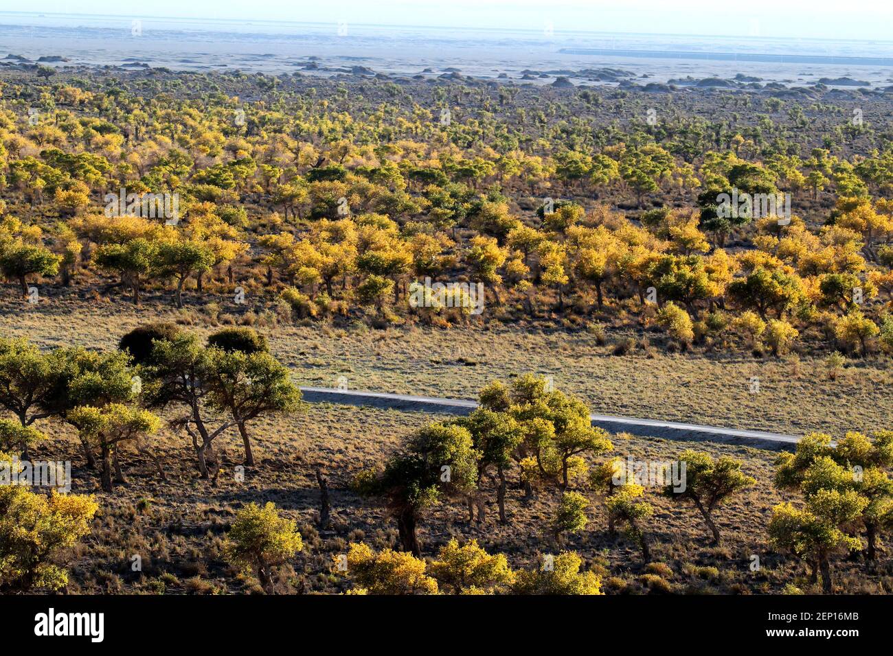 A bird view of desert poplar woods at Yiwu County Hami city Xinjiang ...