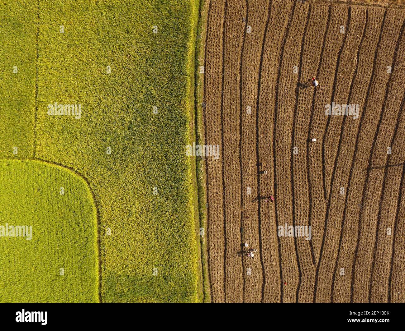 Farmers are planting vegetable seedlings at the idle farmlands which ...