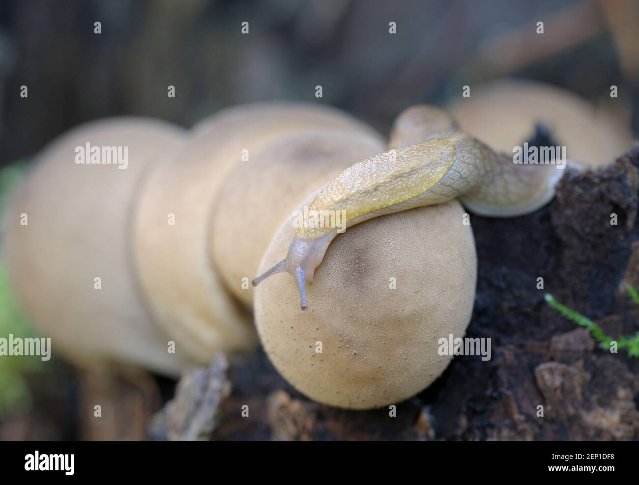 Pear-shaped Puffball (Lycoperdon pyriforme} with Reticulate Taildropper ...