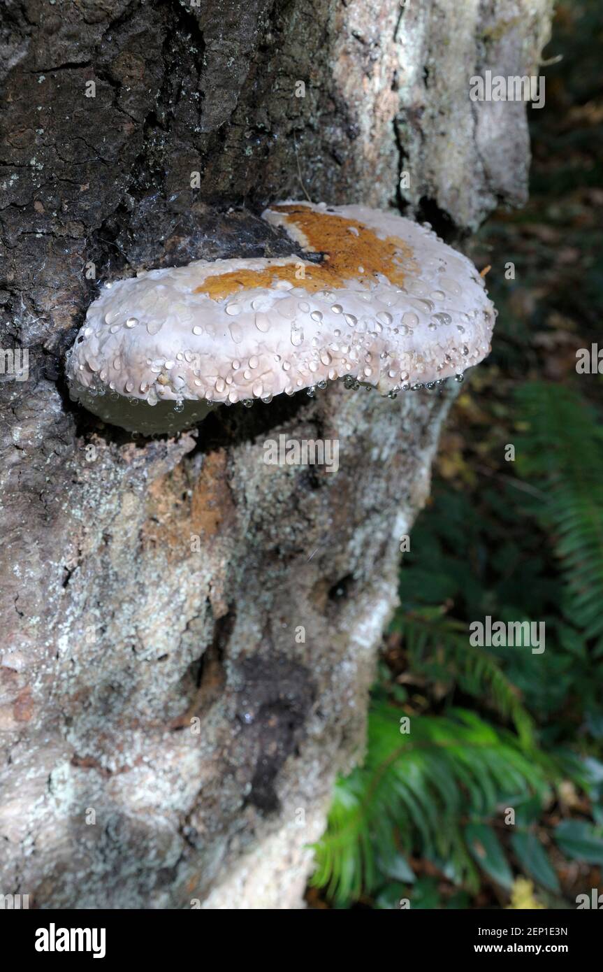 Red-belted Polypore (Fomitopsis pinicola Stock Photo - Alamy