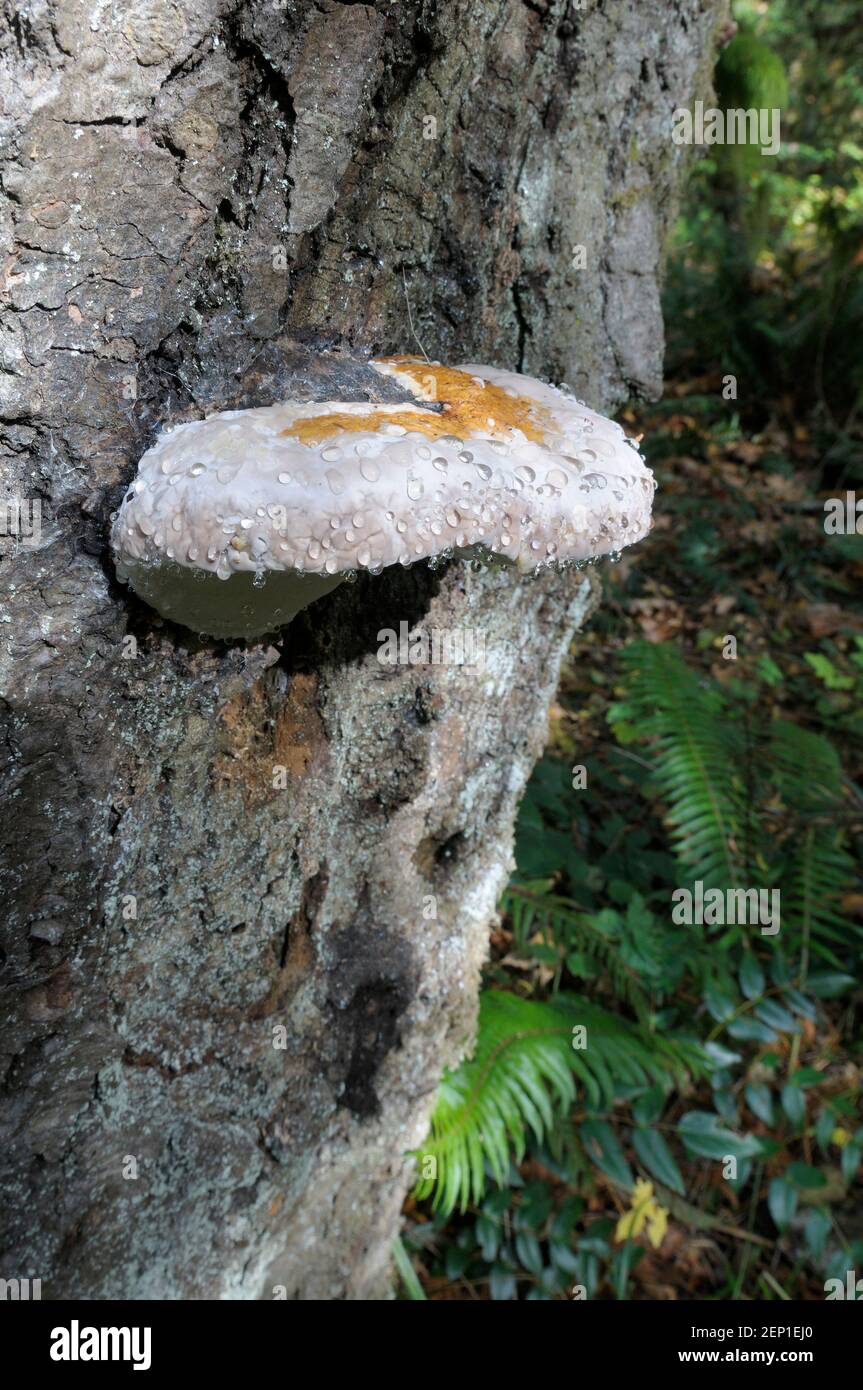 Red-belted Polypore (Fomitopsis pinicola Stock Photo - Alamy