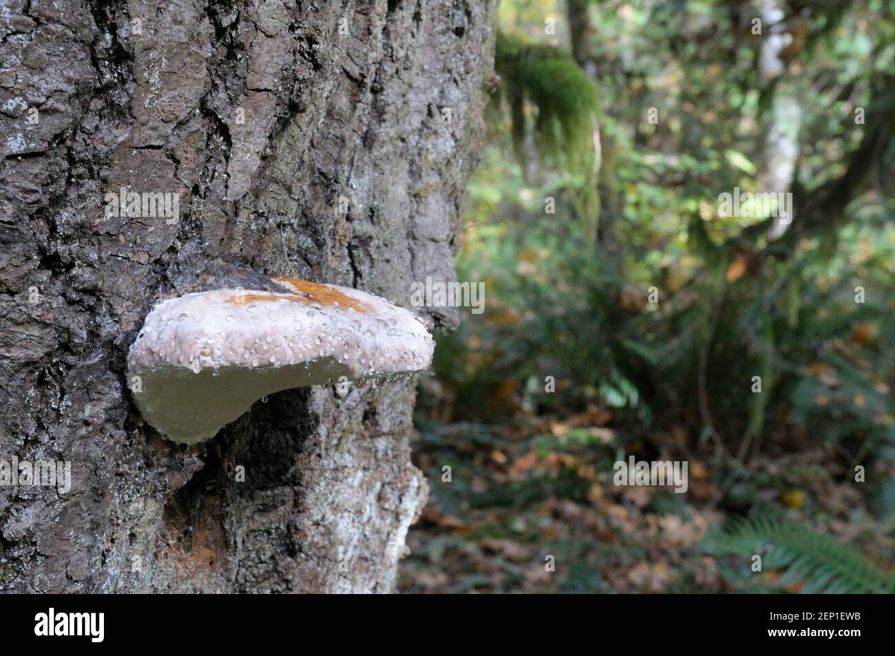 Red belted polypore hi-res stock photography and images - Alamy