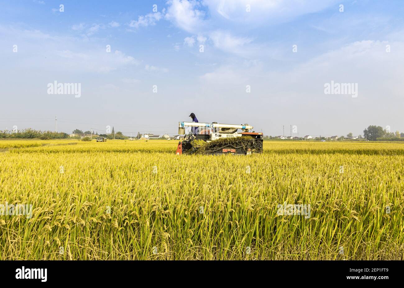 A Chinese worker drives a reaping machine to harvest rice in the field ...